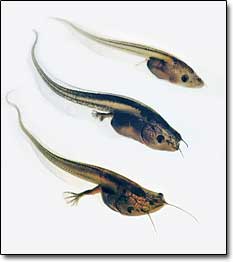 Leptin found to control frogs’ appetite, limb development | The ...